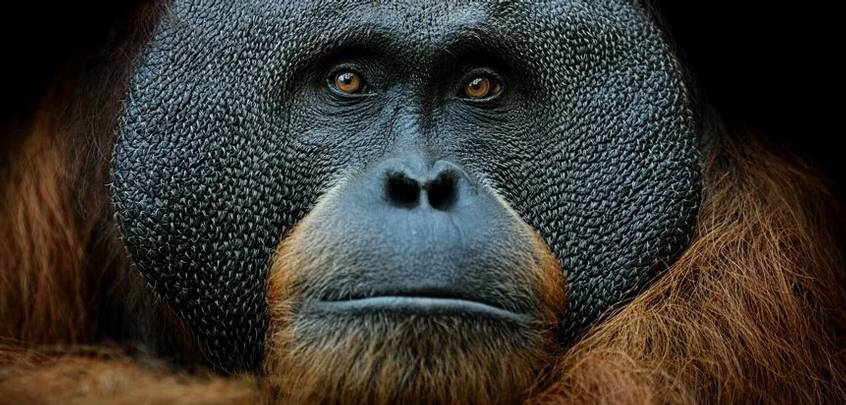 Mammalian Extinction Nears Unprecedented Second Wave, Scientists Warn ... Mammalian Extinction Nears Unprecedented Second Wave, Scientists Warn ...